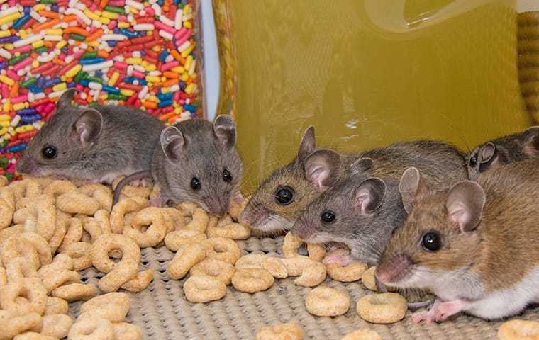 Rodent Rundown: Keeping These Dangerous Pests Away From Your Muskegon ...